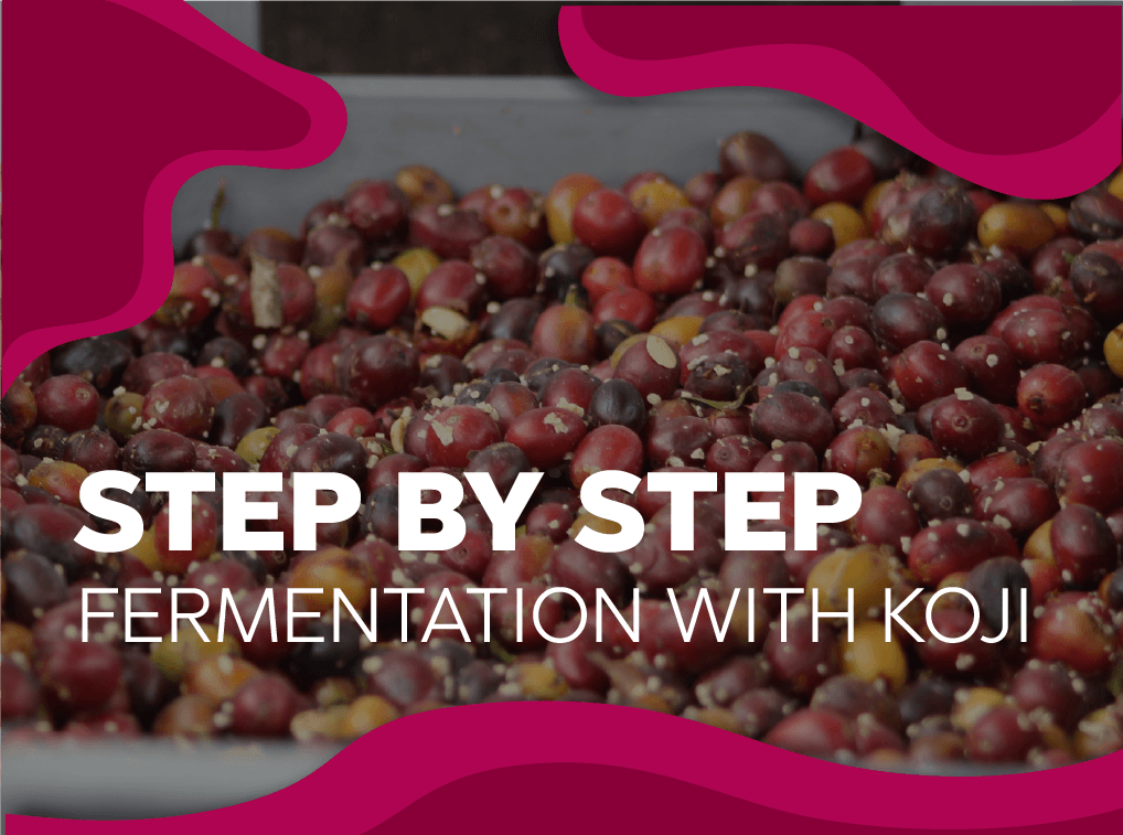 Step by step fermentation with koji - Forest Coffee