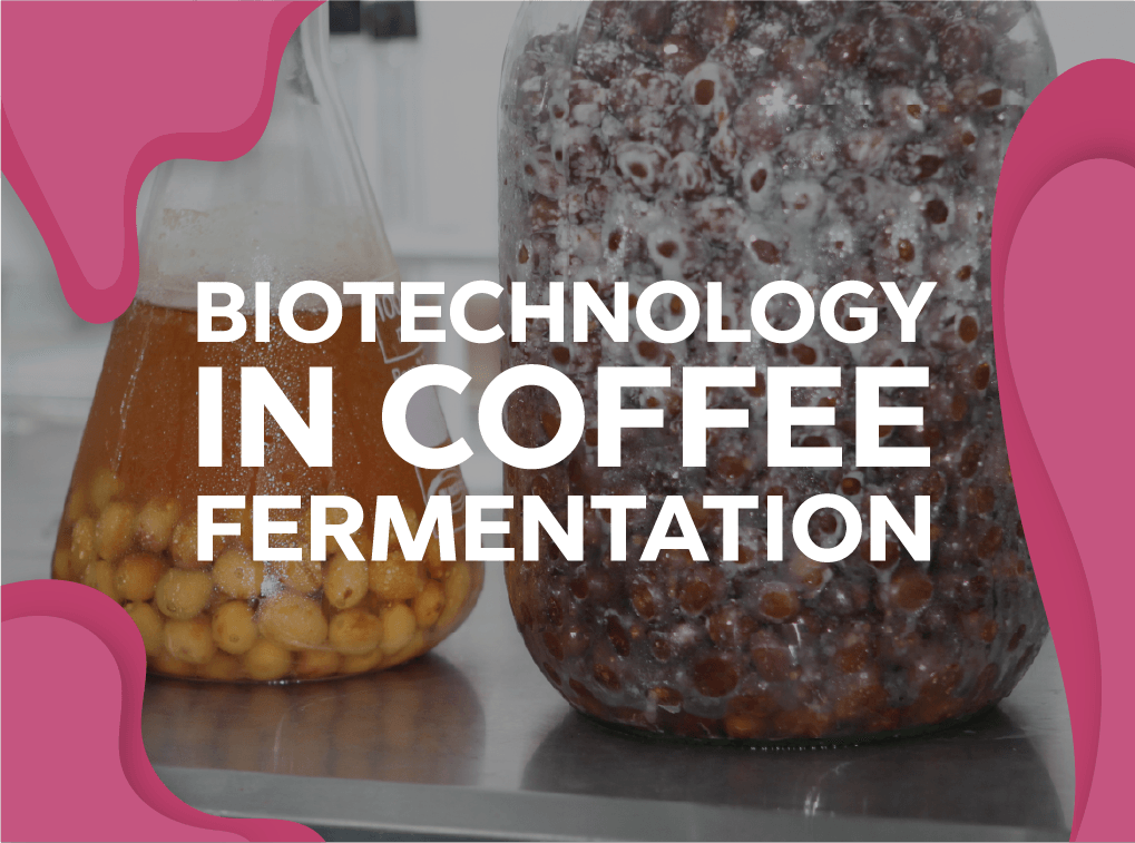 Biotechnology in Coffee Fermentation - Forest Coffee
