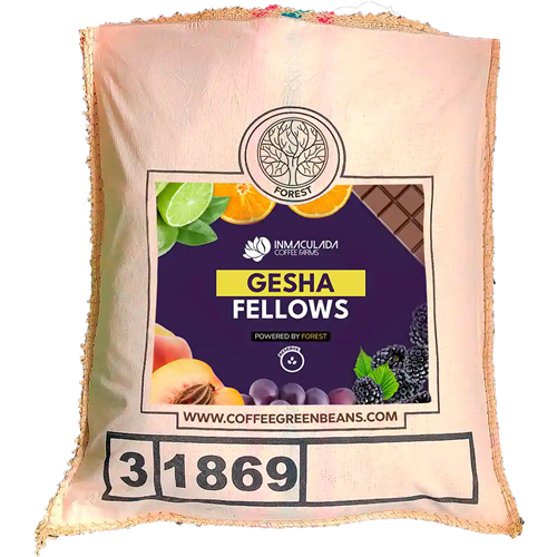 GESHA FELLOWS - Forest Coffee