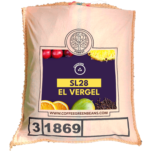 SL28 EL VERGEL - Forest Coffee