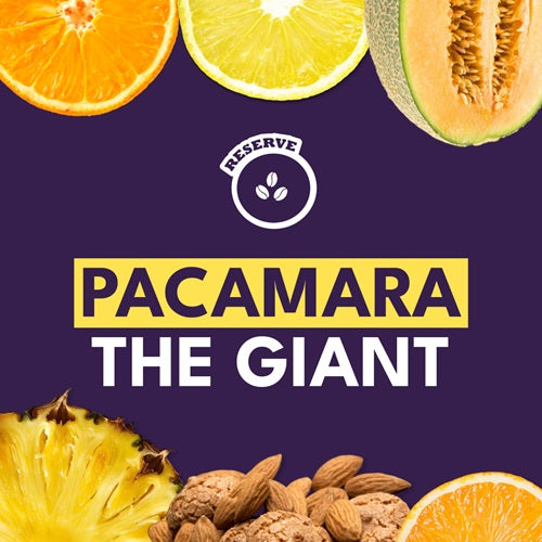 PACAMARA THE GIANT - Forest Coffee