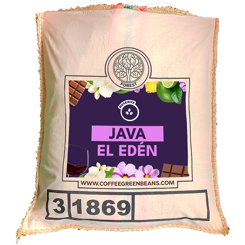 JAVA EL EDEN - Forest Coffee